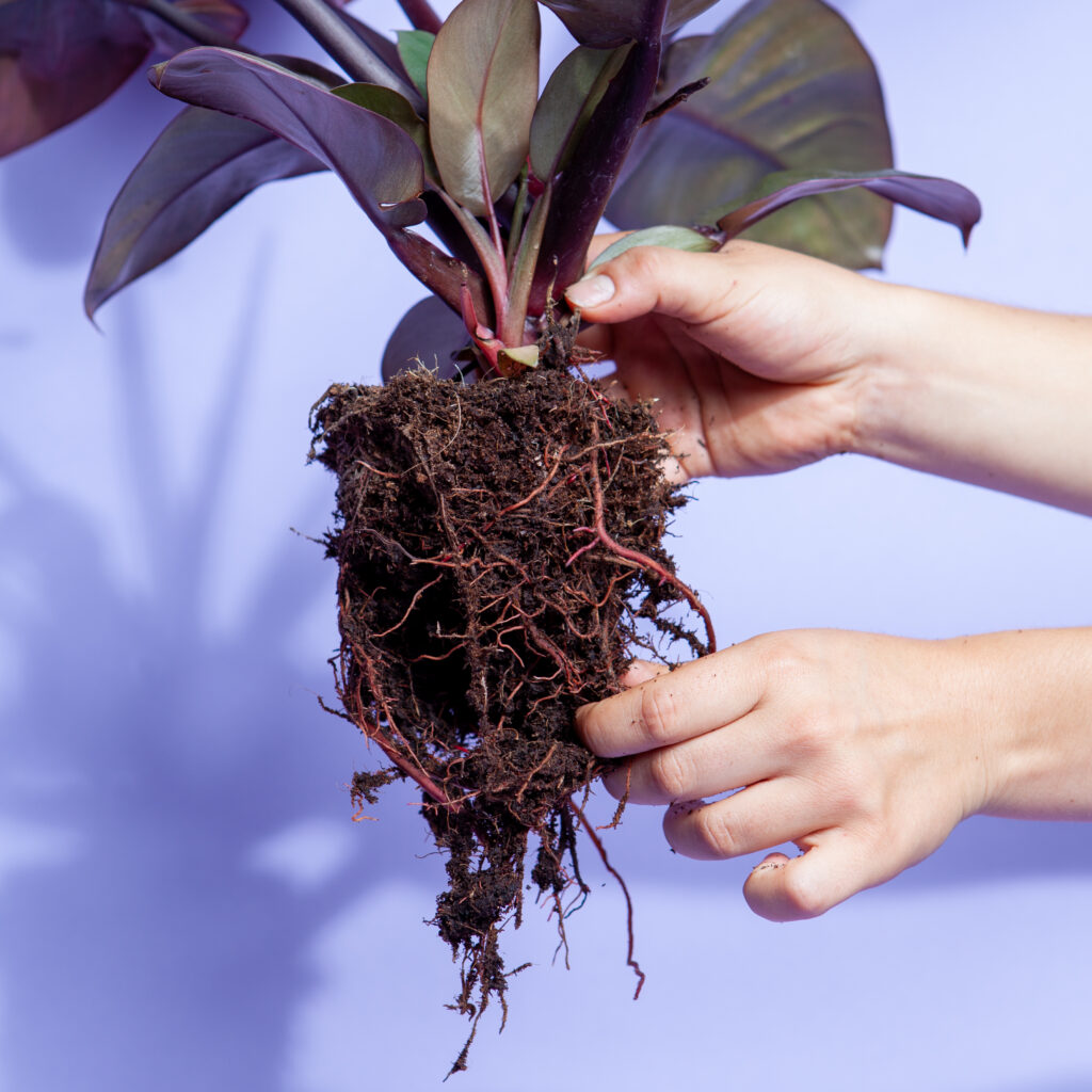 How to: Umtopfen - FYTA Magazine