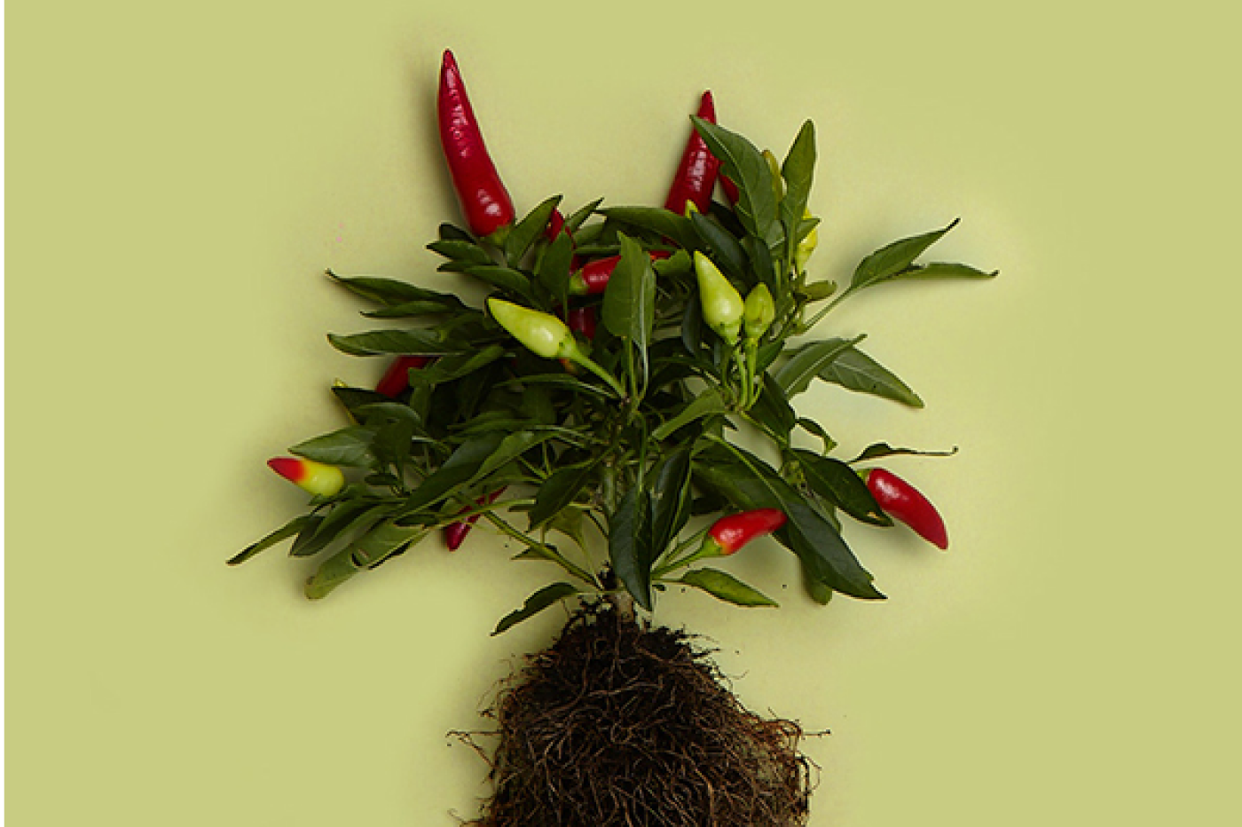 Capsicum frutescens - FYTA Magazine