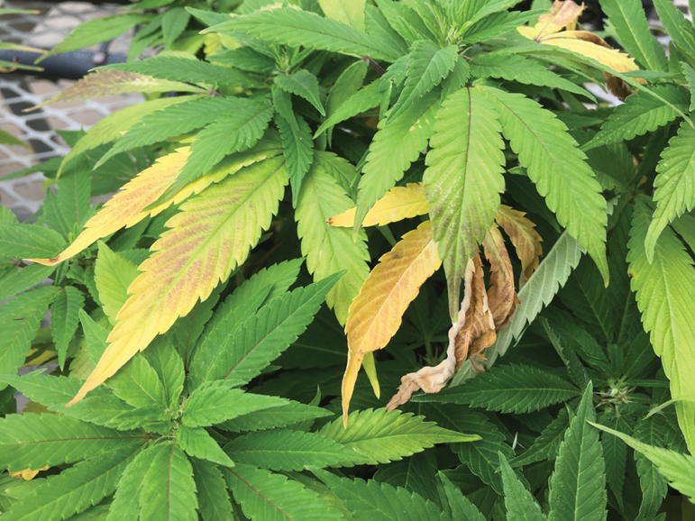 Yellow leaves on your cannabis plant - FYTA Magazine