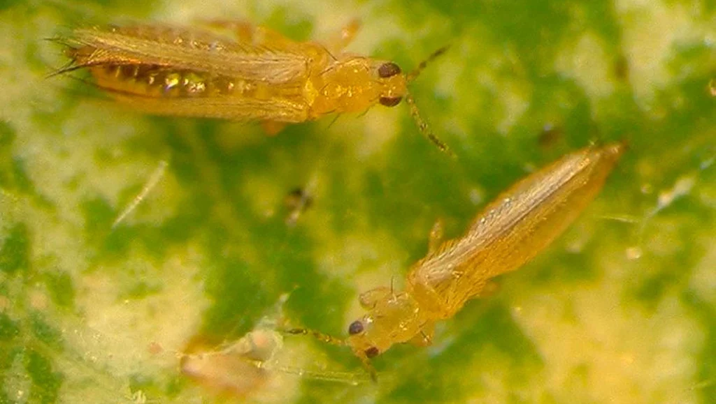 Yellow leaves on your cannabis plant - FYTA Magazine