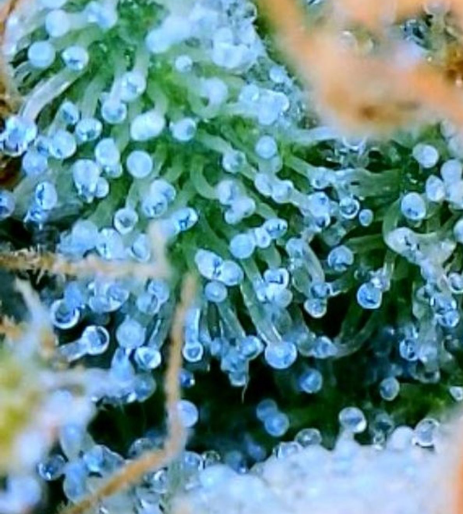 Cannabis: Harvest - FYTA Magazine