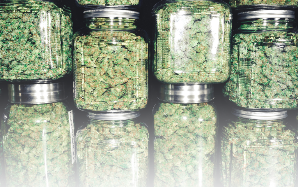 Cannabis: Curing - FYTA Magazine