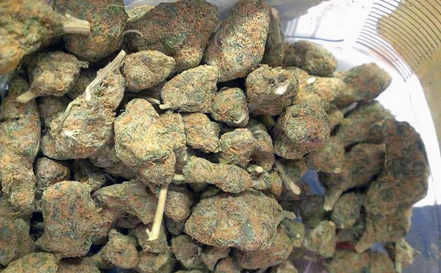 Cannabis: PGRs vs. PGPMs - FYTA Magazine